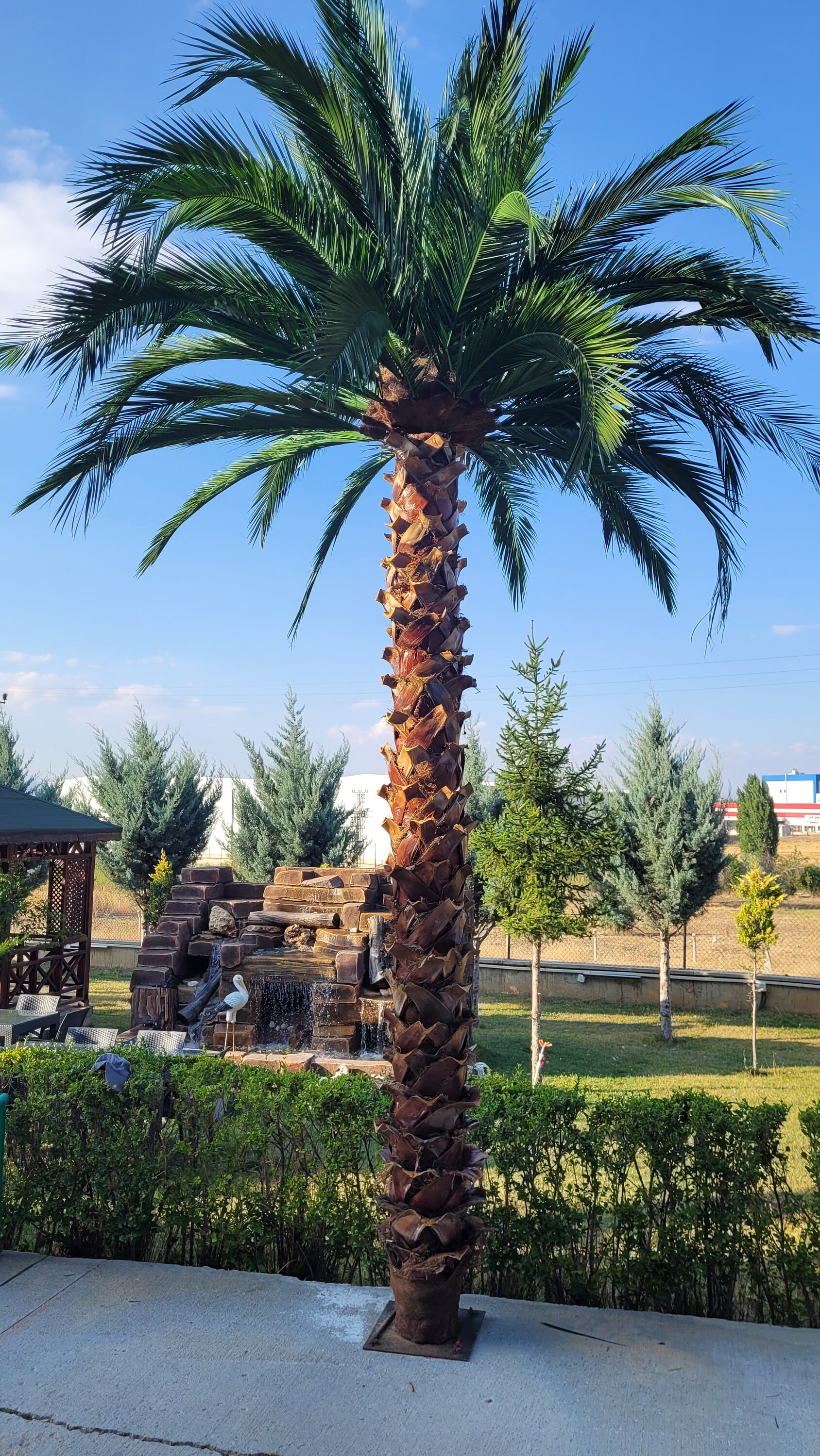 Preserved Palm Tree 3 M Artificial Palm Tree High Reality Palm Tree - Etsy