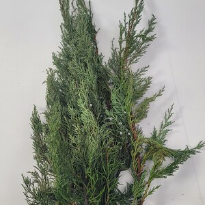 Preserved Cypress Berried 10 Juniper Branches Dried Natural Pine ...
