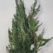 Preserved Cypress Berried 10 Juniper Branches Dried Natural Pine ...
