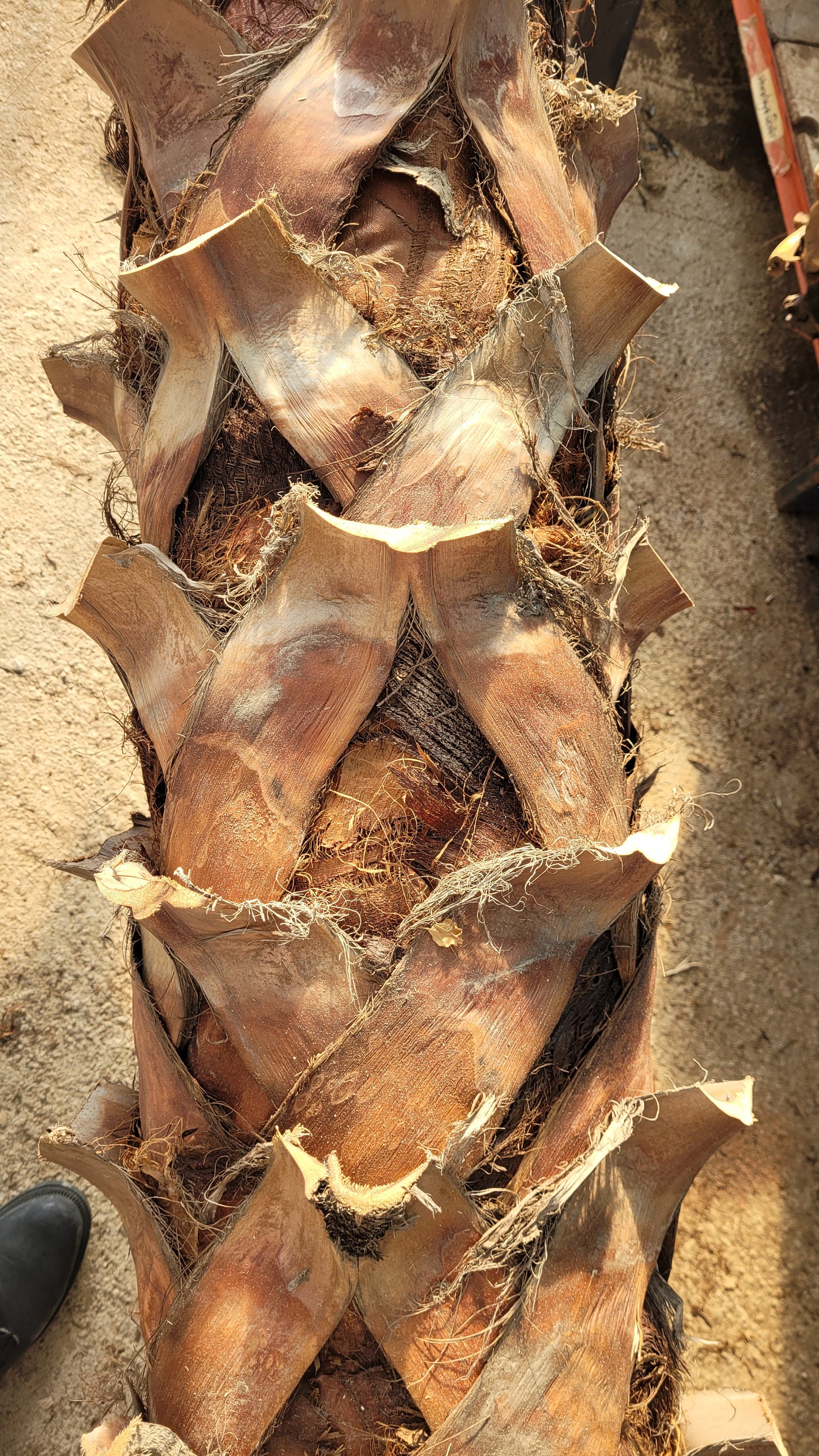 Palm Tree Bark 4 Adet Palm Bark Fiber Natural Palm Outer Bark to Make ...