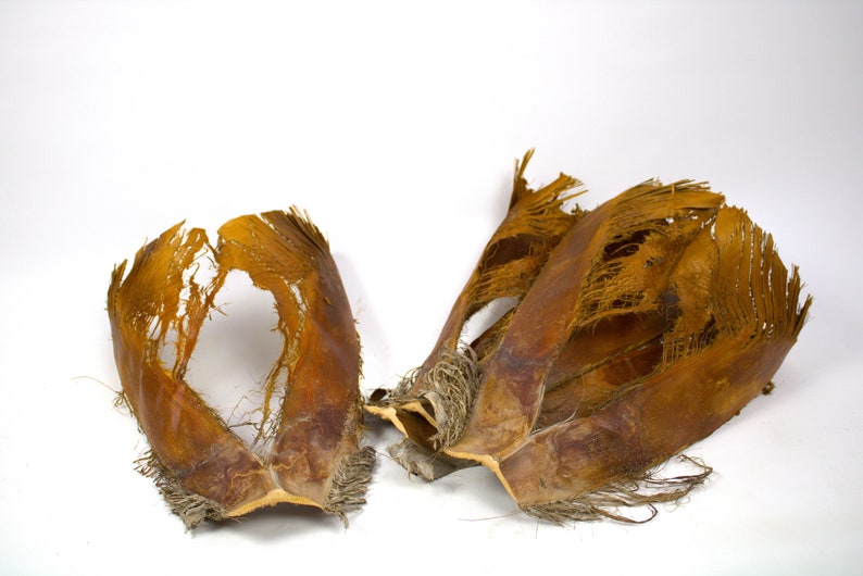 Palm Tree Bark 4 Adet Palm Bark Fiber Natural Palm Outer Bark to Make ...