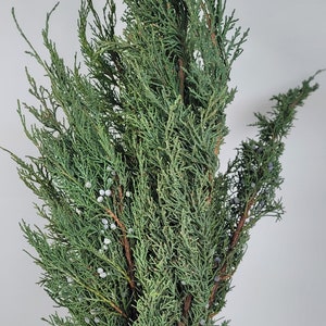 Preserved Cypress Berried 10 Juniper Branches Dried Natural Pine ...