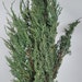 Preserved Cypress Berried 10 Juniper Branches Dried Natural Pine ...