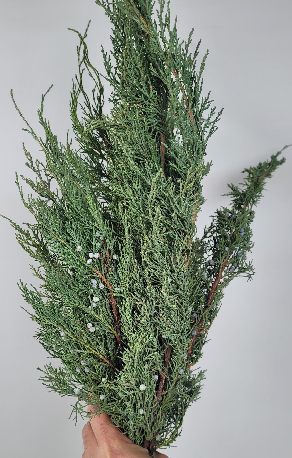 Preserved Cypress Berried 10 Juniper Branches Dried Natural Pine ...