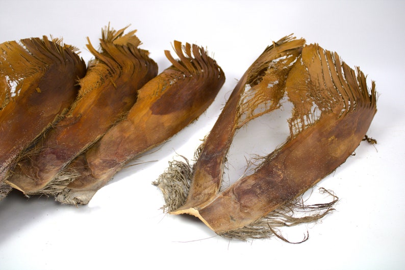 Palm Tree Bark 4 Adet Palm Bark Fiber Natural Palm Outer Bark to Make ...