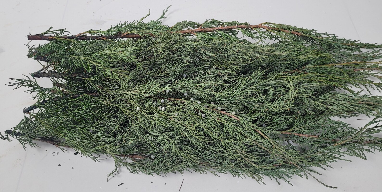 Preserved Cypress Berried 10 Juniper Branches Dried Natural Pine ...