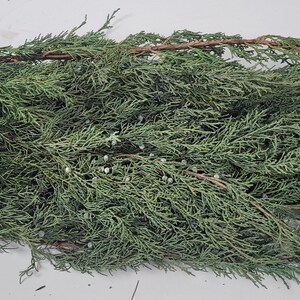 Preserved Cypress Berried 10 Juniper Branches Dried Natural Pine ...