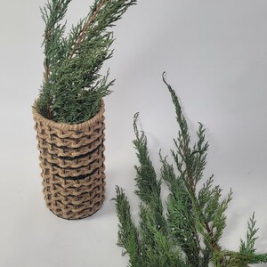 Preserved Cypress Berried 10 Juniper Branches Dried Natural Pine ...
