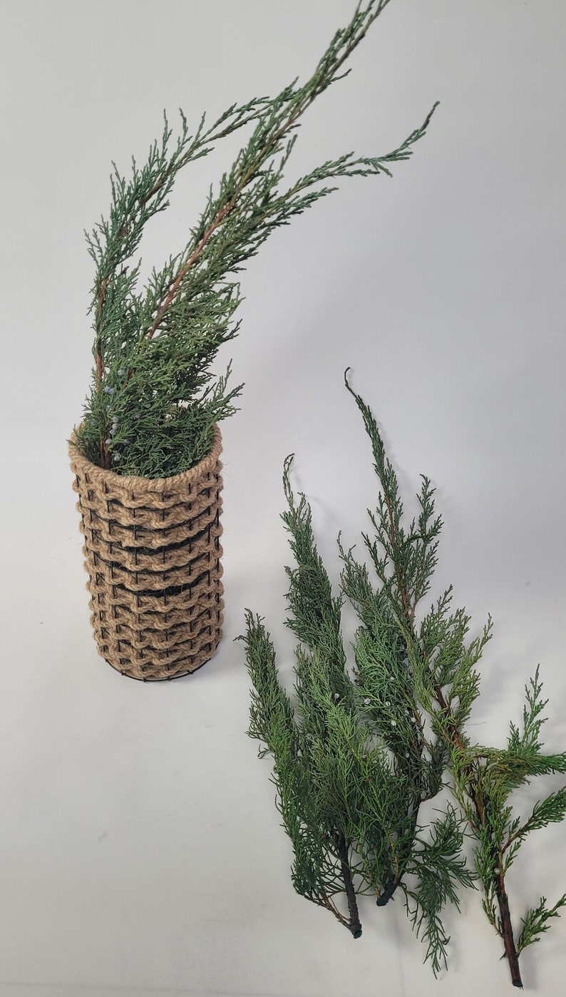 Preserved Cypress Berried 10 Juniper Branches Dried Natural Pine ...