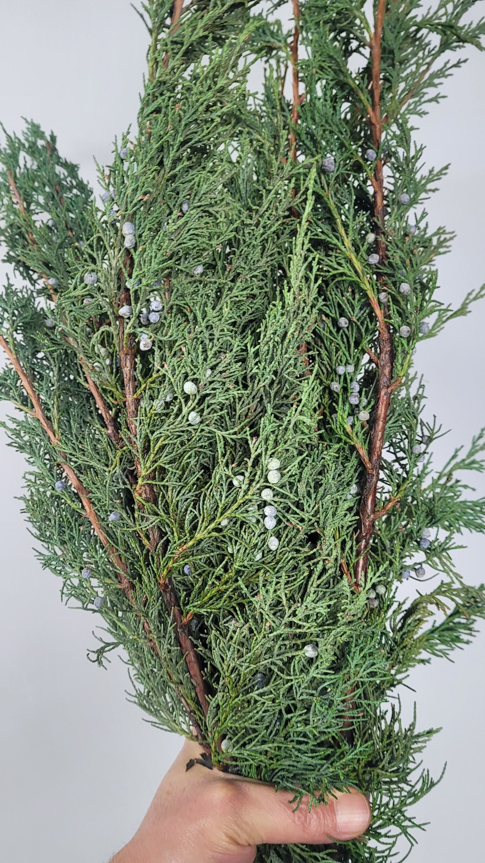 Preserved Cypress Berried 10 Juniper Branches Dried Natural Pine ...