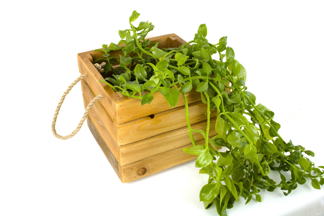 RUSTIC Wooden Flower Pot Wooden Box With Rope Plant Shelf - Etsy