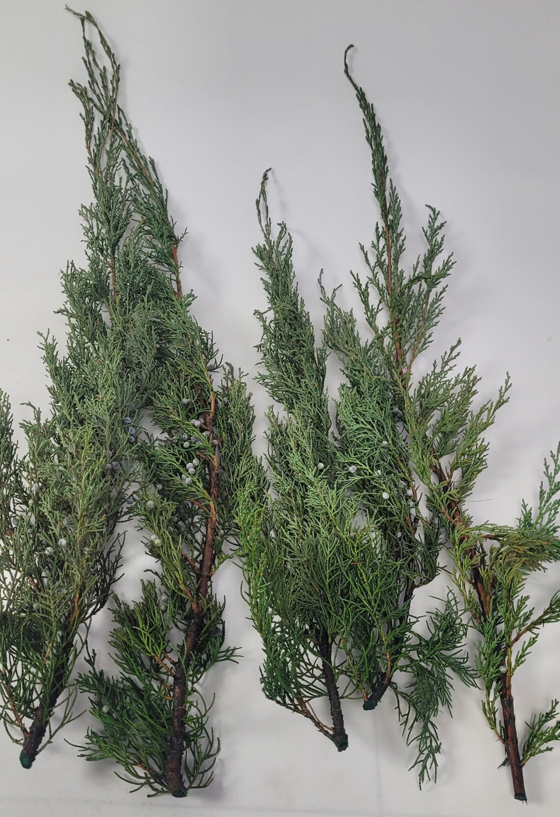 Preserved Cypress Berried 10 Juniper Branches Dried Natural Pine ...