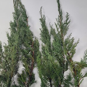 Preserved Cypress Berried 10 Juniper Branches Dried Natural Pine ...