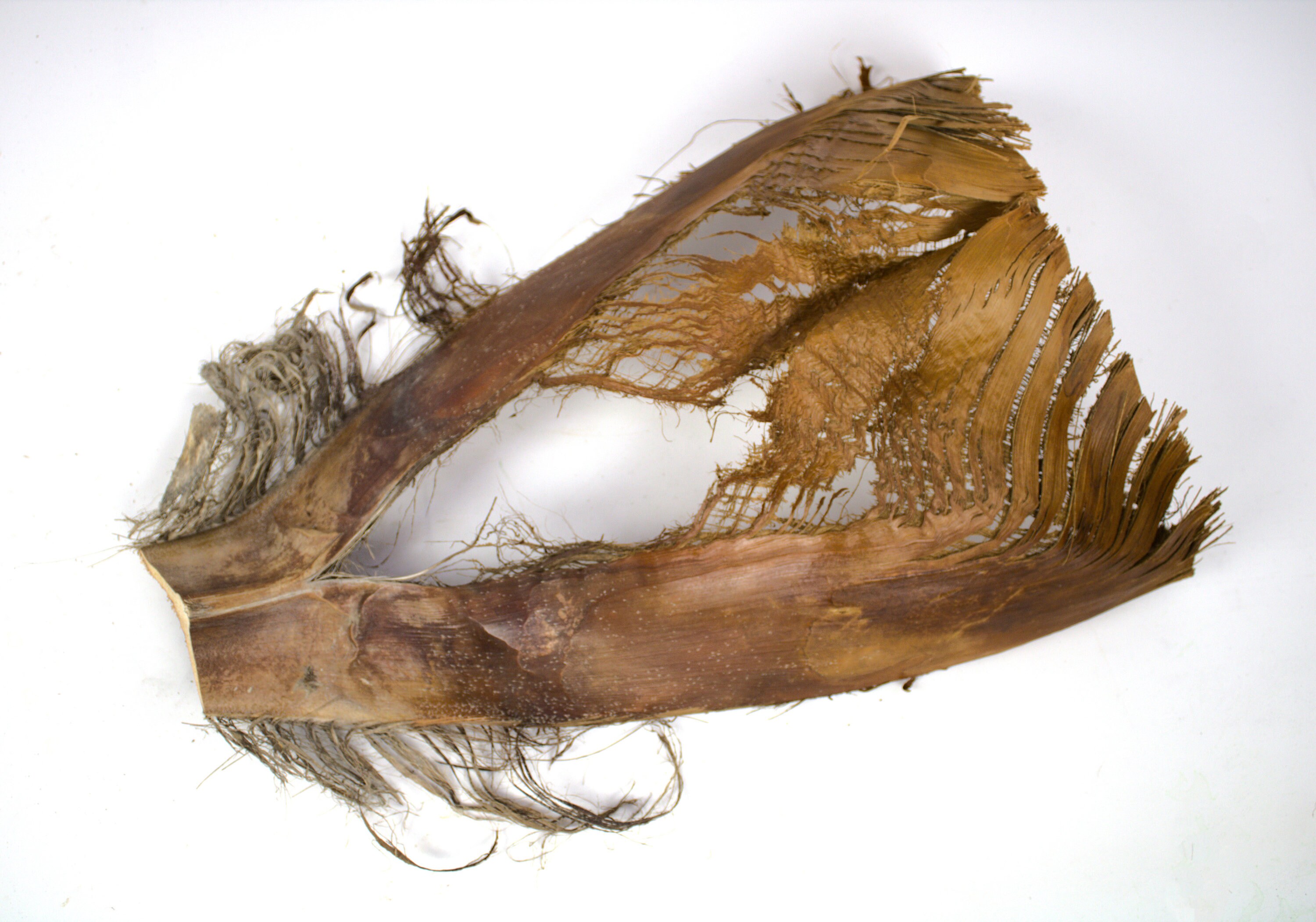 Palm Tree Bark 4 Adet Palm Bark Fiber Natural Palm Outer Bark to Make ...