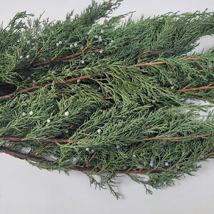 Preserved Cypress Berried 10 Juniper Branches Dried Natural Pine ...