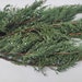 Preserved Cypress Berried 10 Juniper Branches Dried Natural Pine ...
