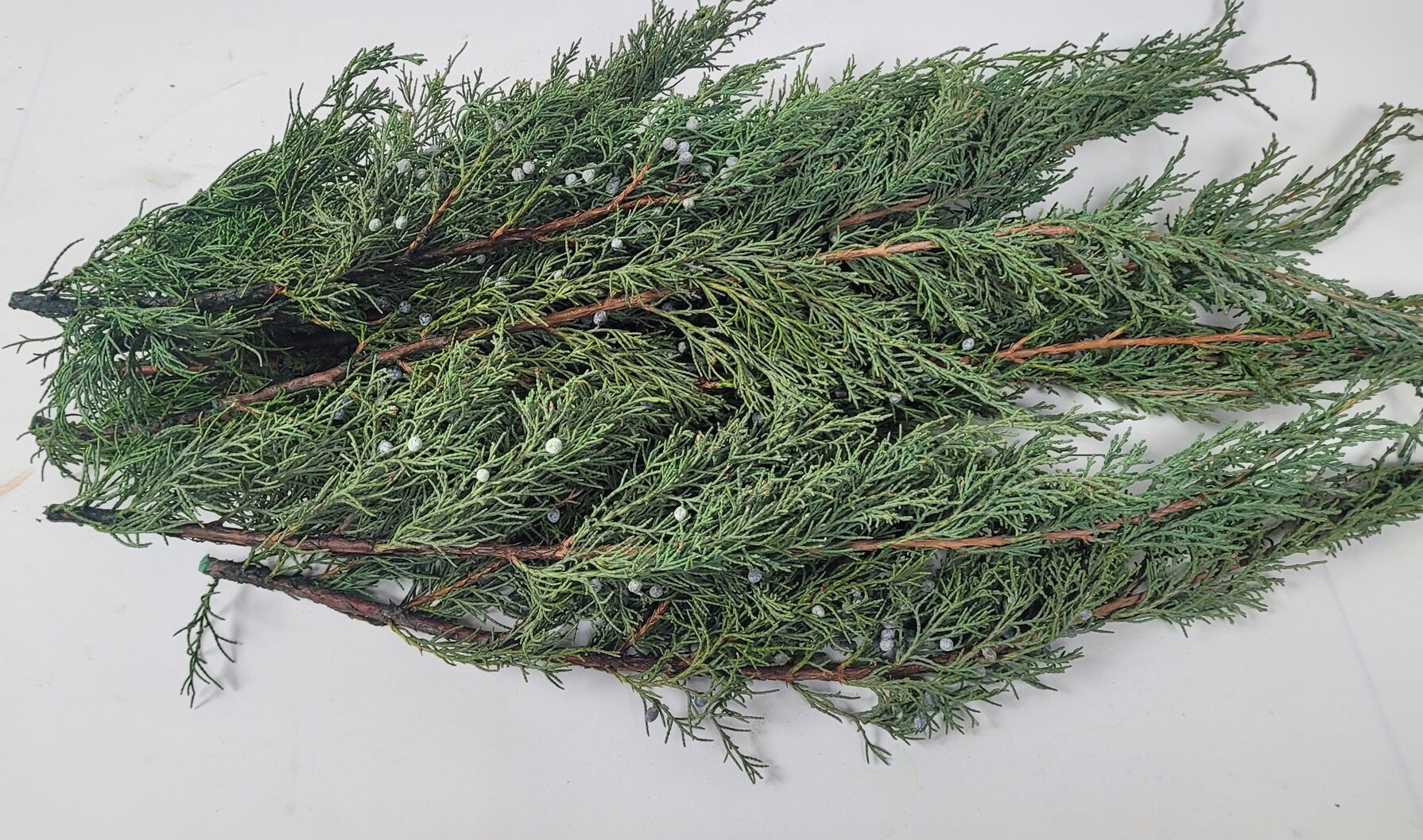 Preserved Cypress Berried 10 Juniper Branches Dried Natural Pine ...