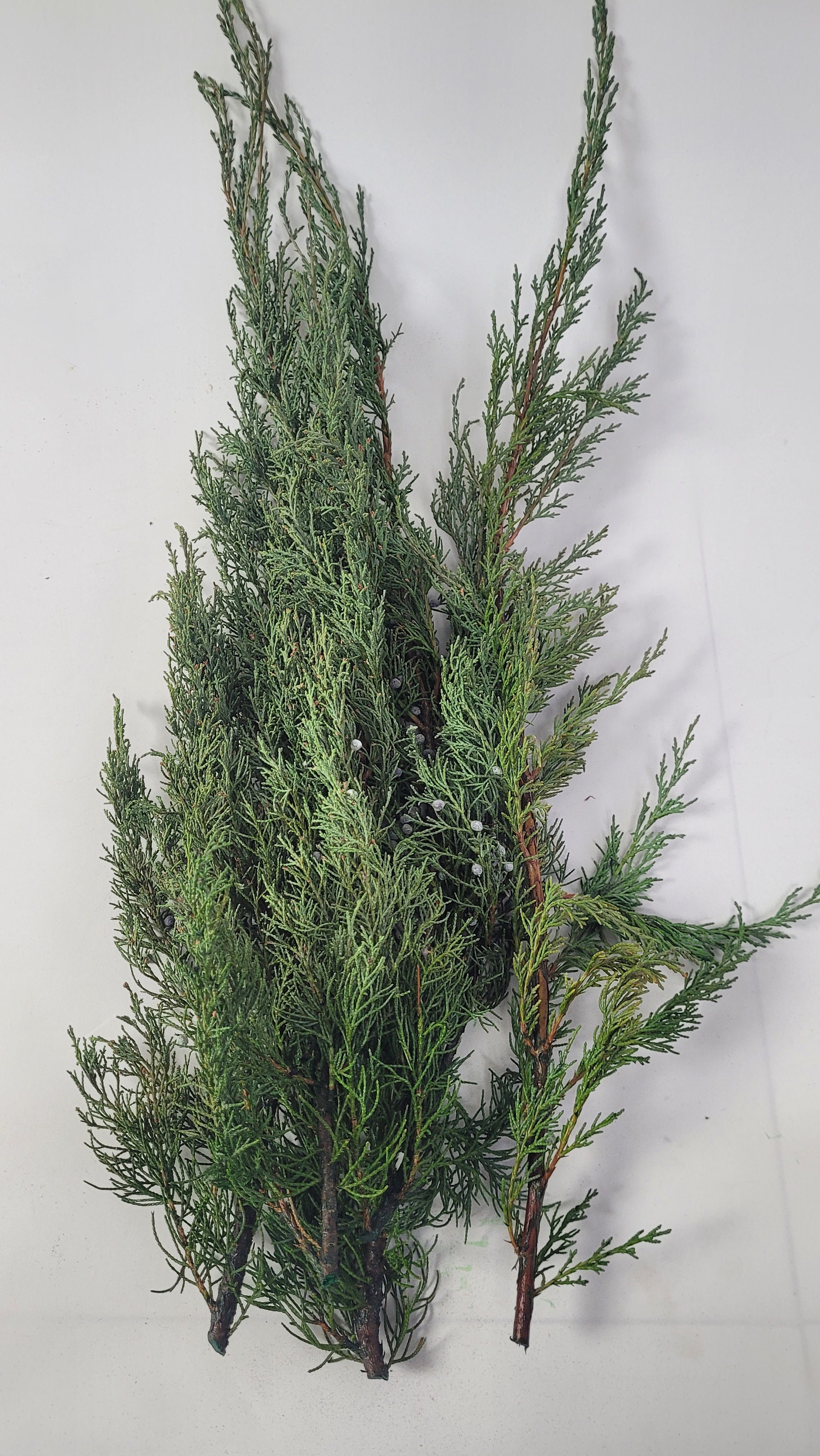 Preserved Cypress Berried 10 Juniper Branches Dried Natural Pine ...
