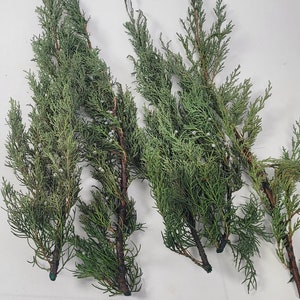 Preserved Cypress Berried 10 Juniper Branches Dried Natural Pine ...