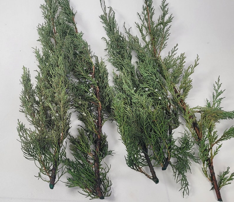 Preserved Cypress Berried 10 Juniper Branches Dried Natural Pine ...