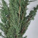 Preserved Cypress Berried 10 Juniper Branches Dried Natural Pine ...