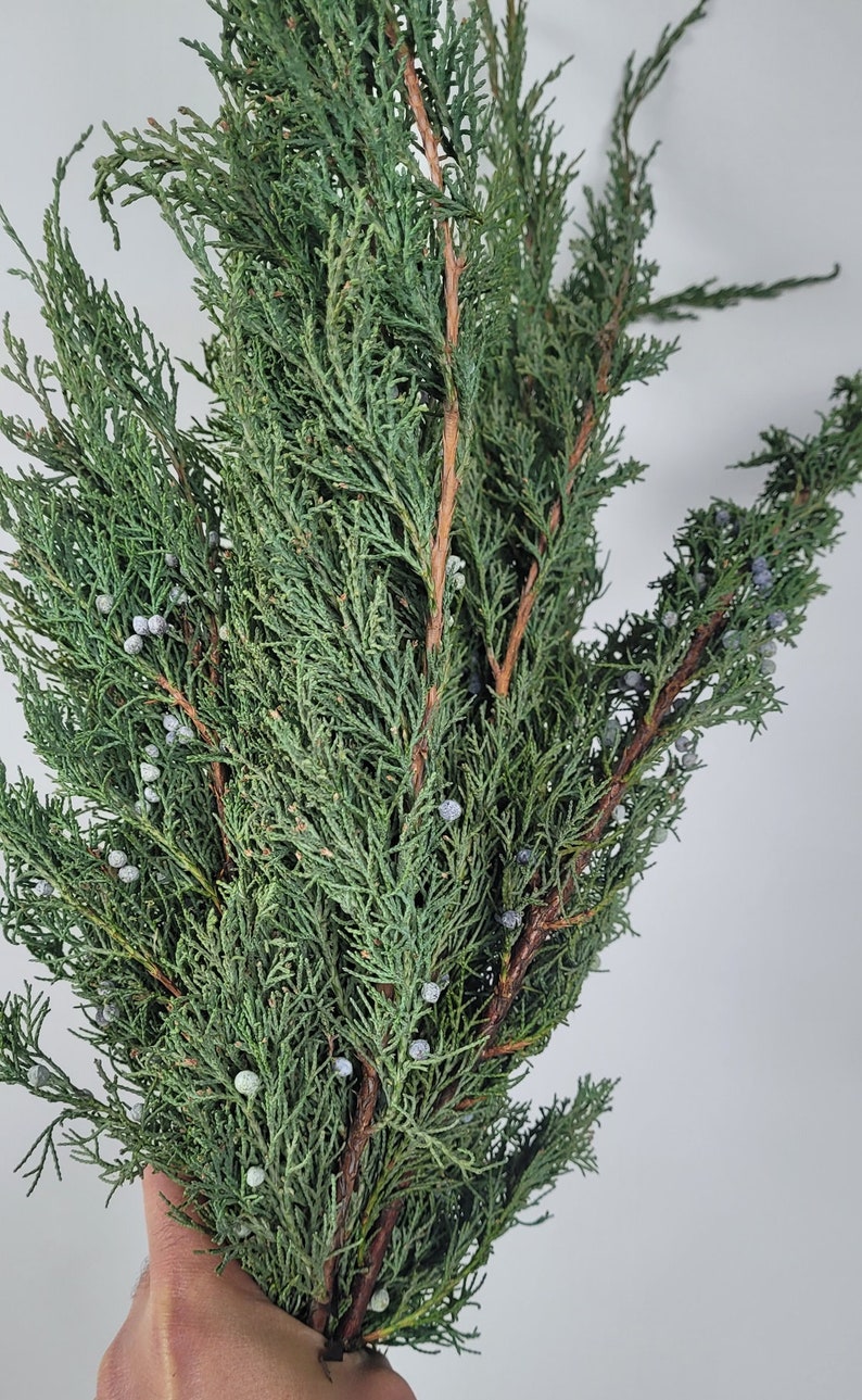 Preserved Cypress Berried 10 Juniper Branches Dried Natural Pine ...