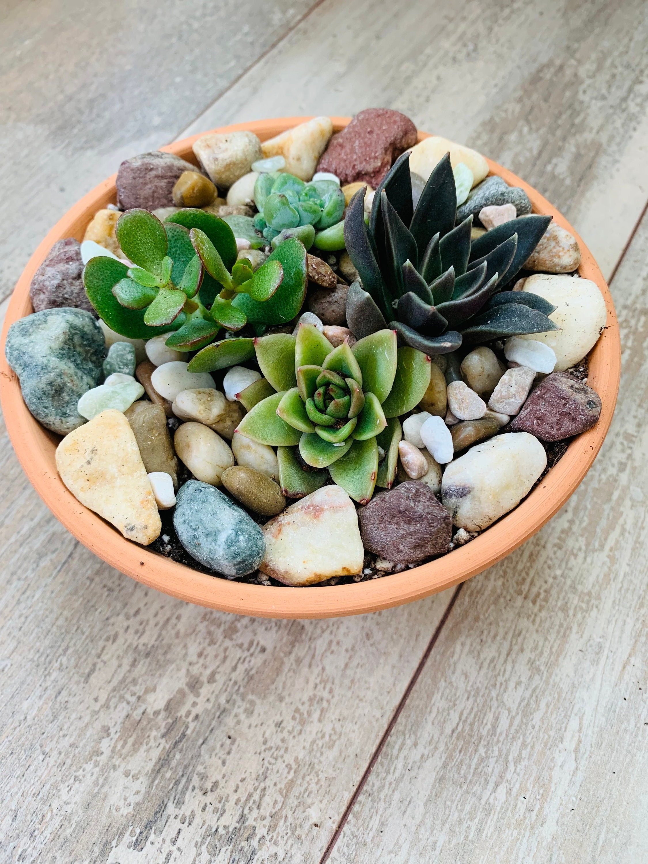 Succulent Garden Kit - Etsy