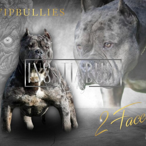 CUSTOM Graphic Design for Breeders Stud Dog Planned Litter - Etsy