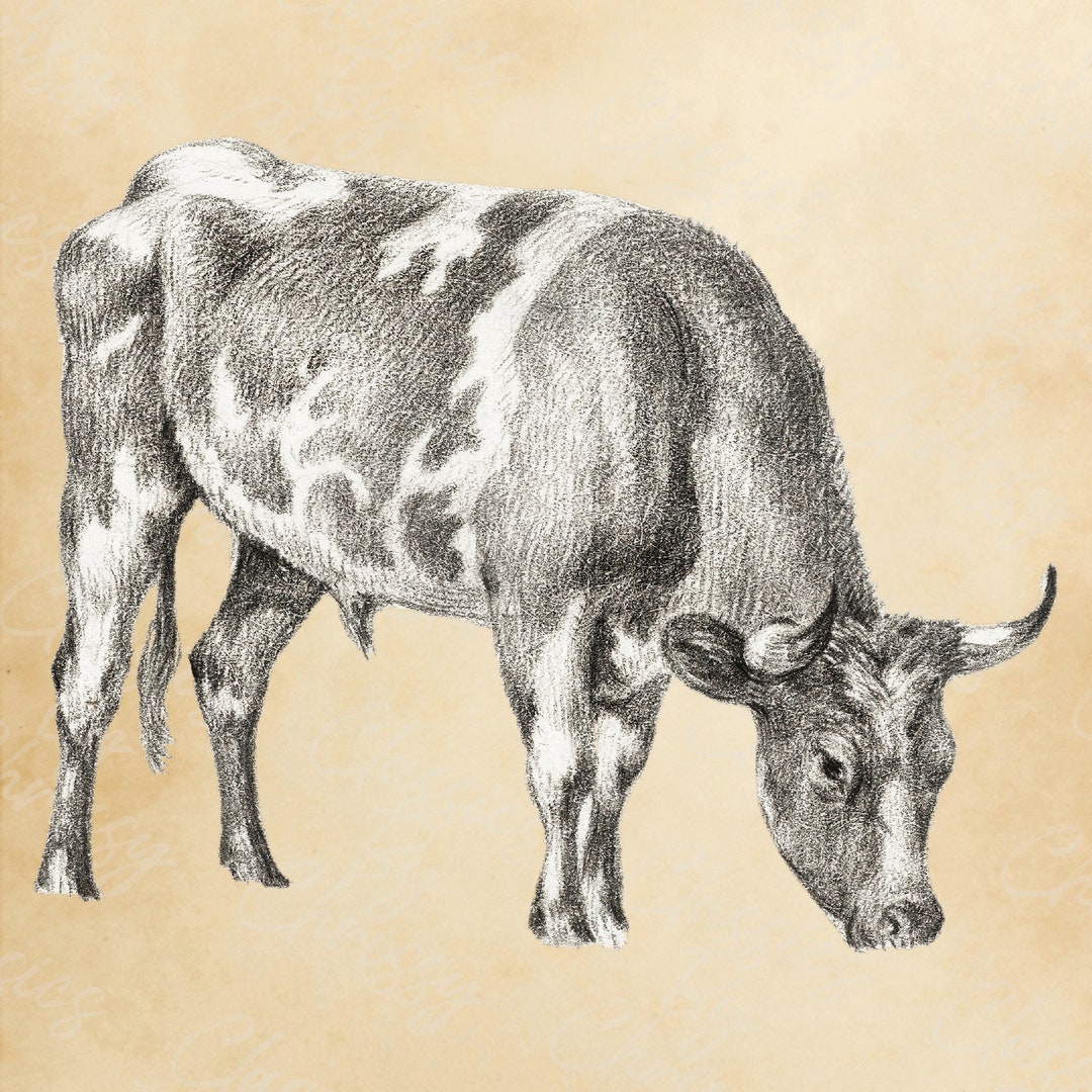 Vintage Steer Cow Design PNG Clipart Instant Digital Download ...