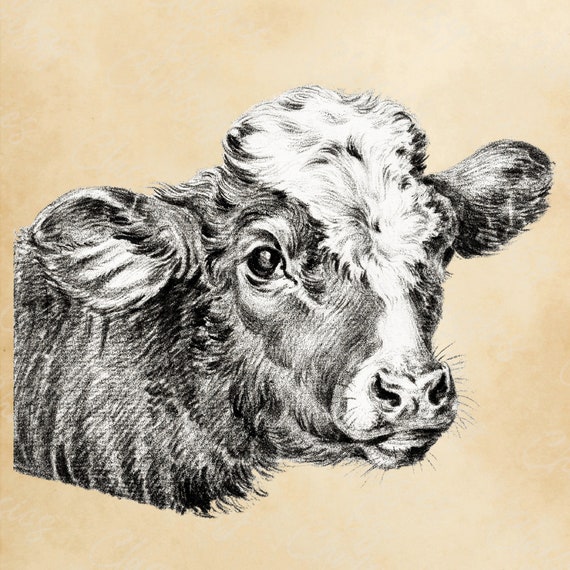 Smiling Vintage Steer Cow Design PNG Clipart Instant Digital | Etsy