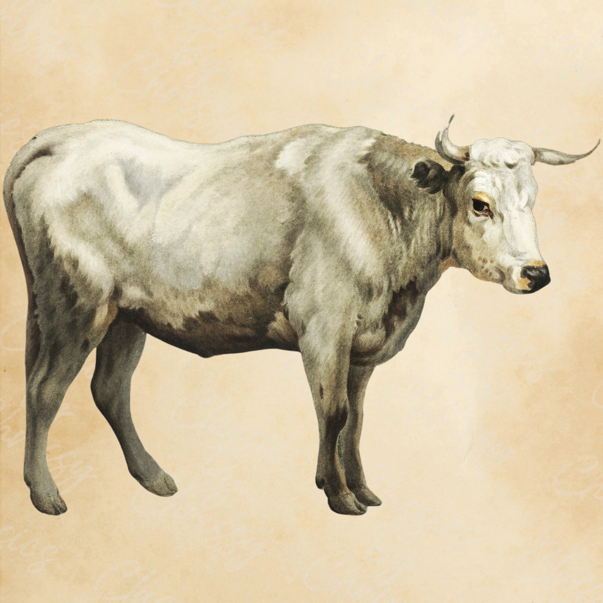 Vintage Steer Cow Design PNG Clipart Instant Digital Download ...