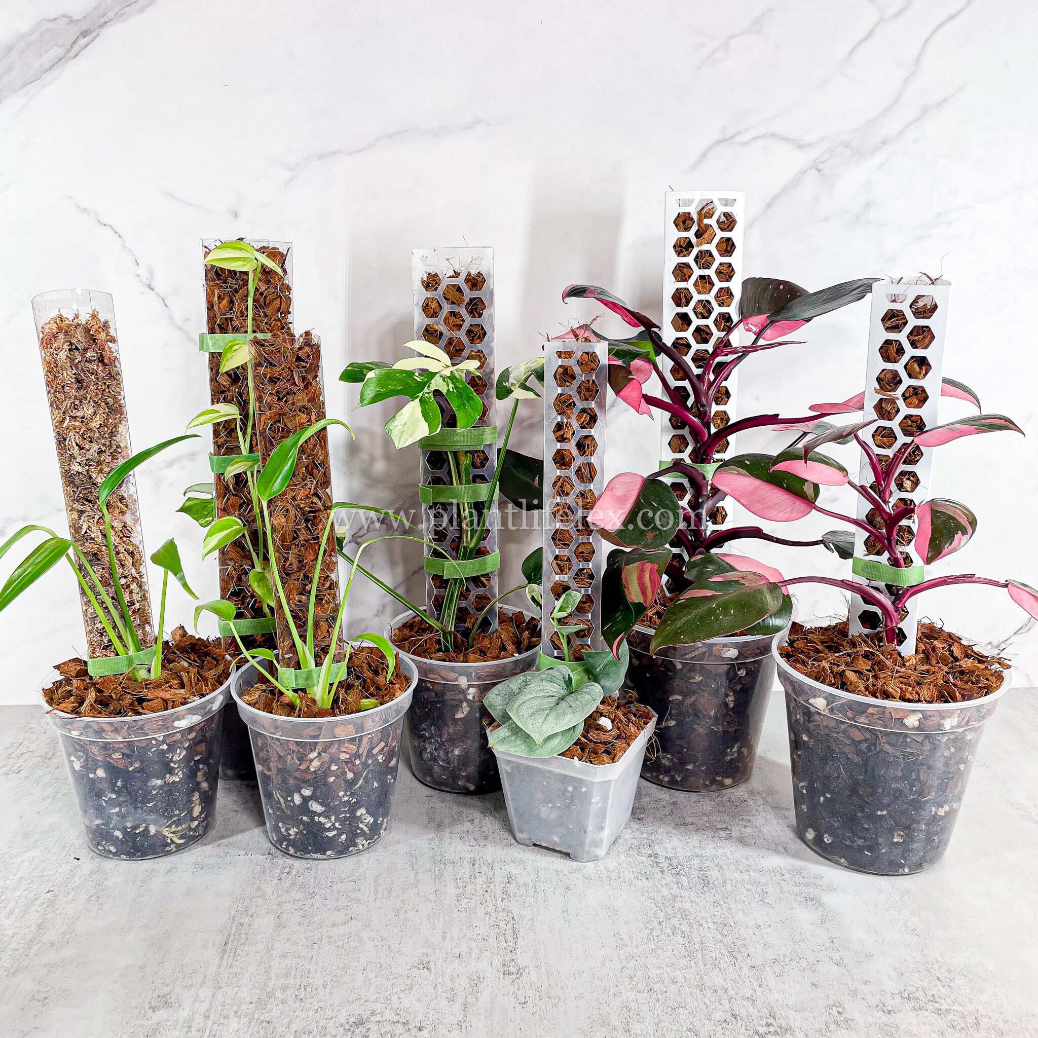 Moss Poles Clear/frosted Clear/white Small/mini Size 2pack/4pack ...