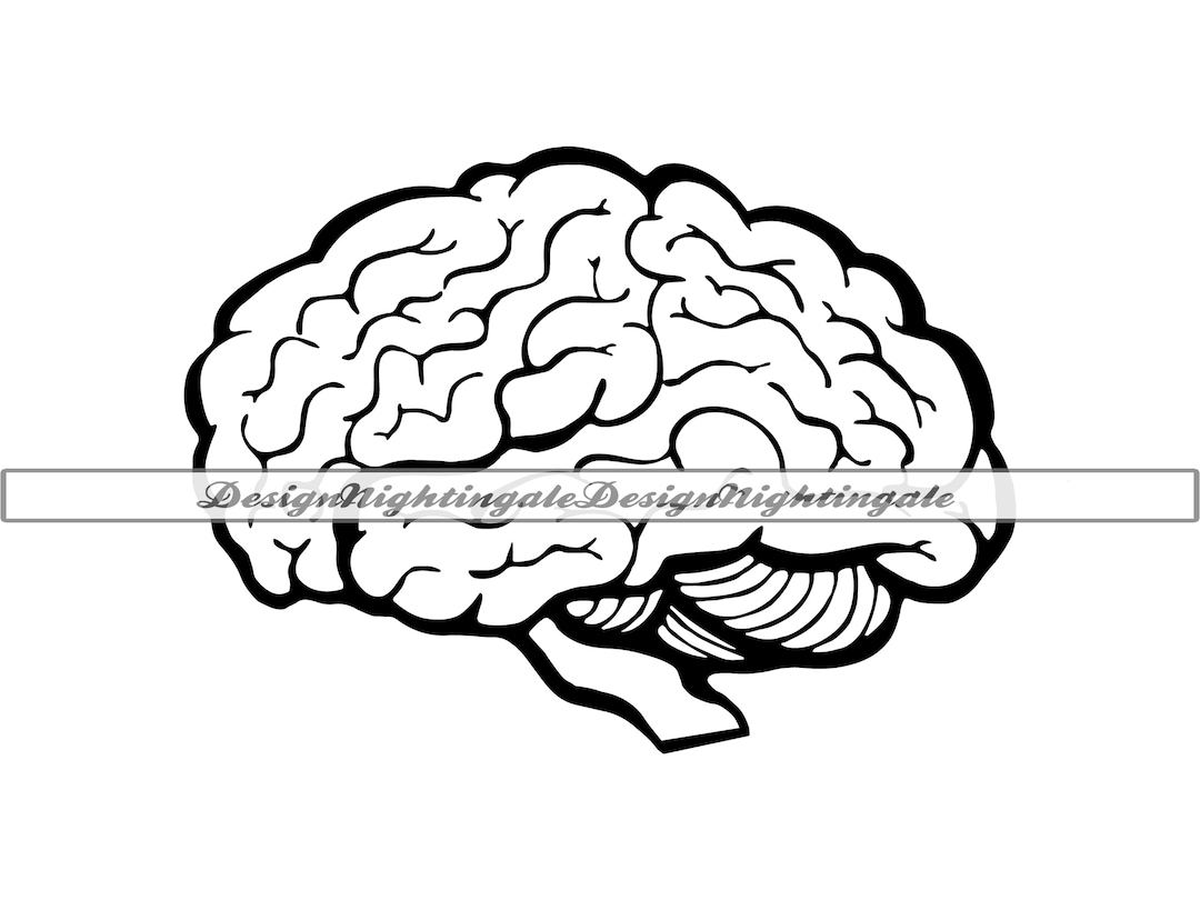 Cérebro 3 SVG, Cérebro Humano SVG, Clipart de Cérebro, Arquivos de ...
