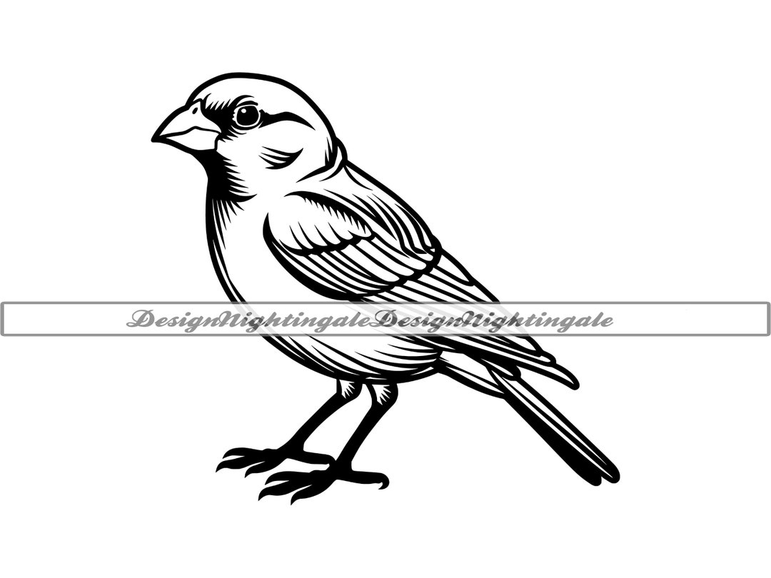Canary SVG, Canary Bird Svg, Canary Clipart, Canary Files for Cricut ...