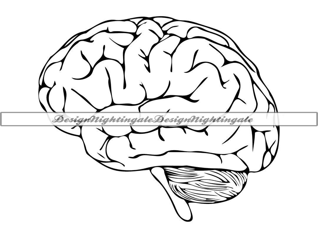 Cerebro SVG Cerebro Humano SVG Imágenes Prediseñadas de - Etsy México