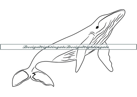 Humpback Whale Outline SVG Whale Clipart Humpback Whale | Etsy