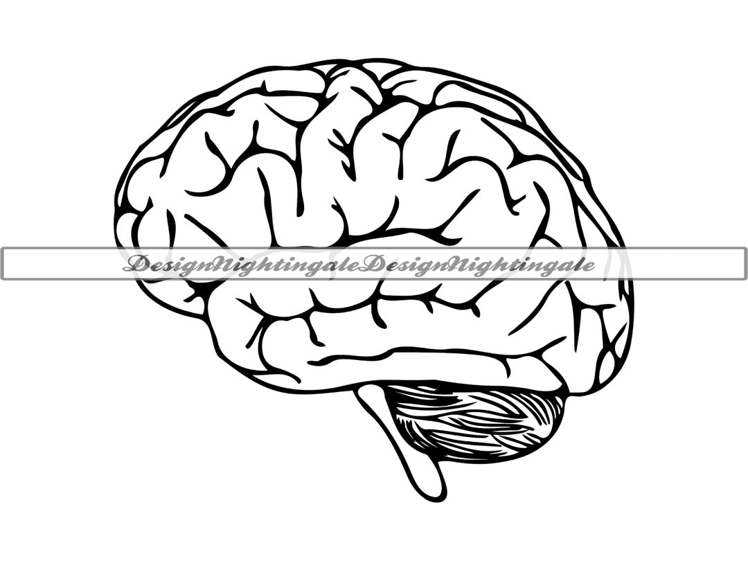 Brain SVG, Human Brain SVG, Brain Clipart, Brain Files for Cricut ...
