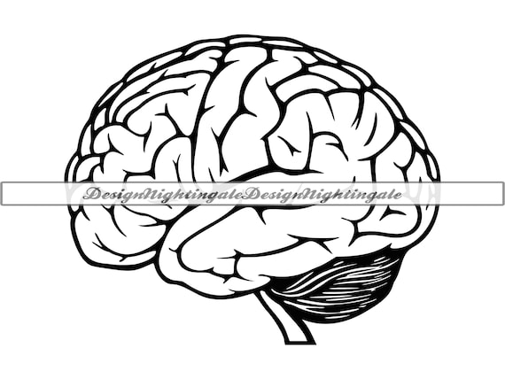Cerebro 2 Svg Cerebro Humano Svg Clipart Cerebral Etsy México
