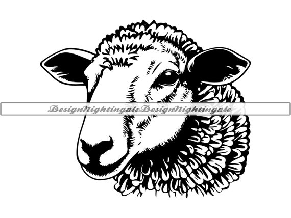 Realistic Sheep Head Drawing