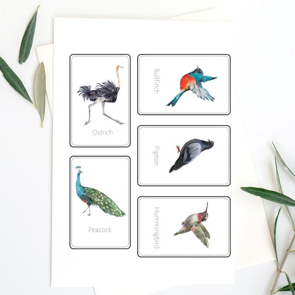 Bird Flash Cards - Etsy