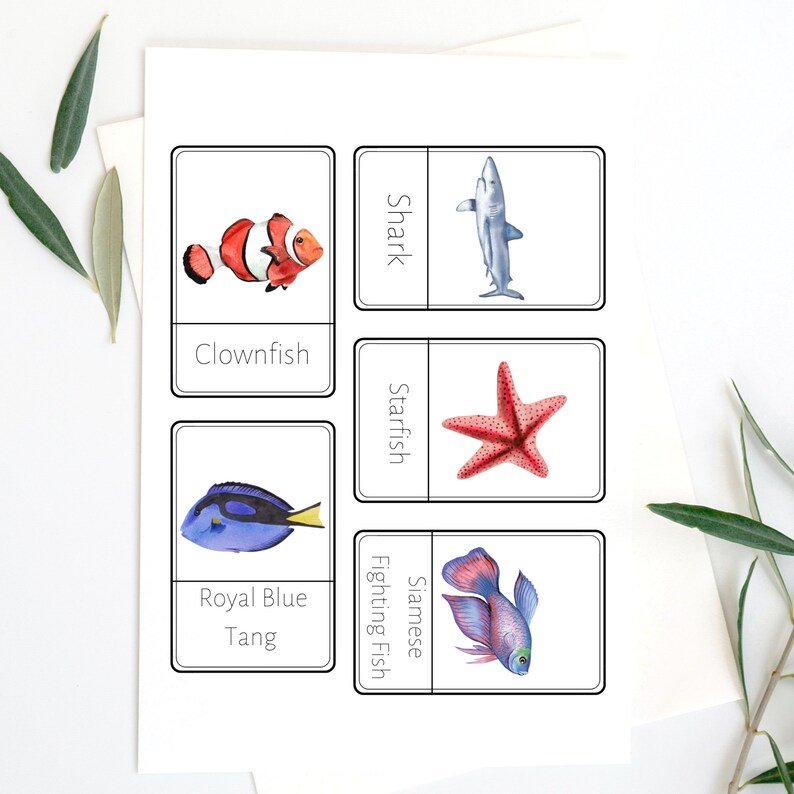 Watercolor Fish- Study Card, 3 Part Card - Montessori Inspired ...