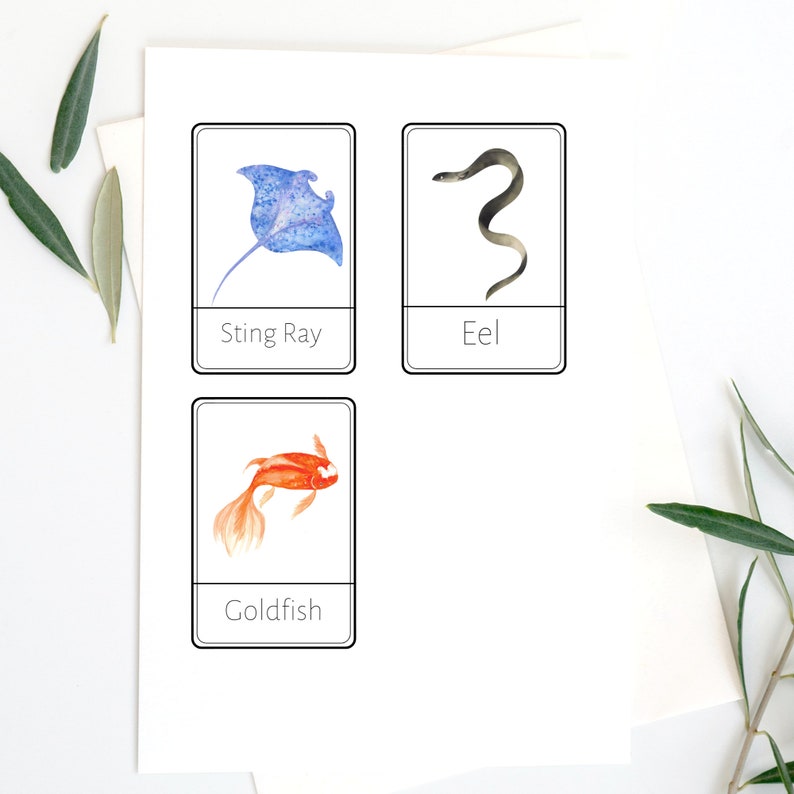 Watercolor Fish- Study Card, 3 Part Card - Montessori Inspired ...