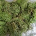 Cancansa Leaves, Wild Grown From Honduras 1lb 29 - Etsy