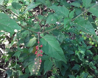 Jamaican Dog Blood Fertility Herb Rivina Humilis - Etsy UK