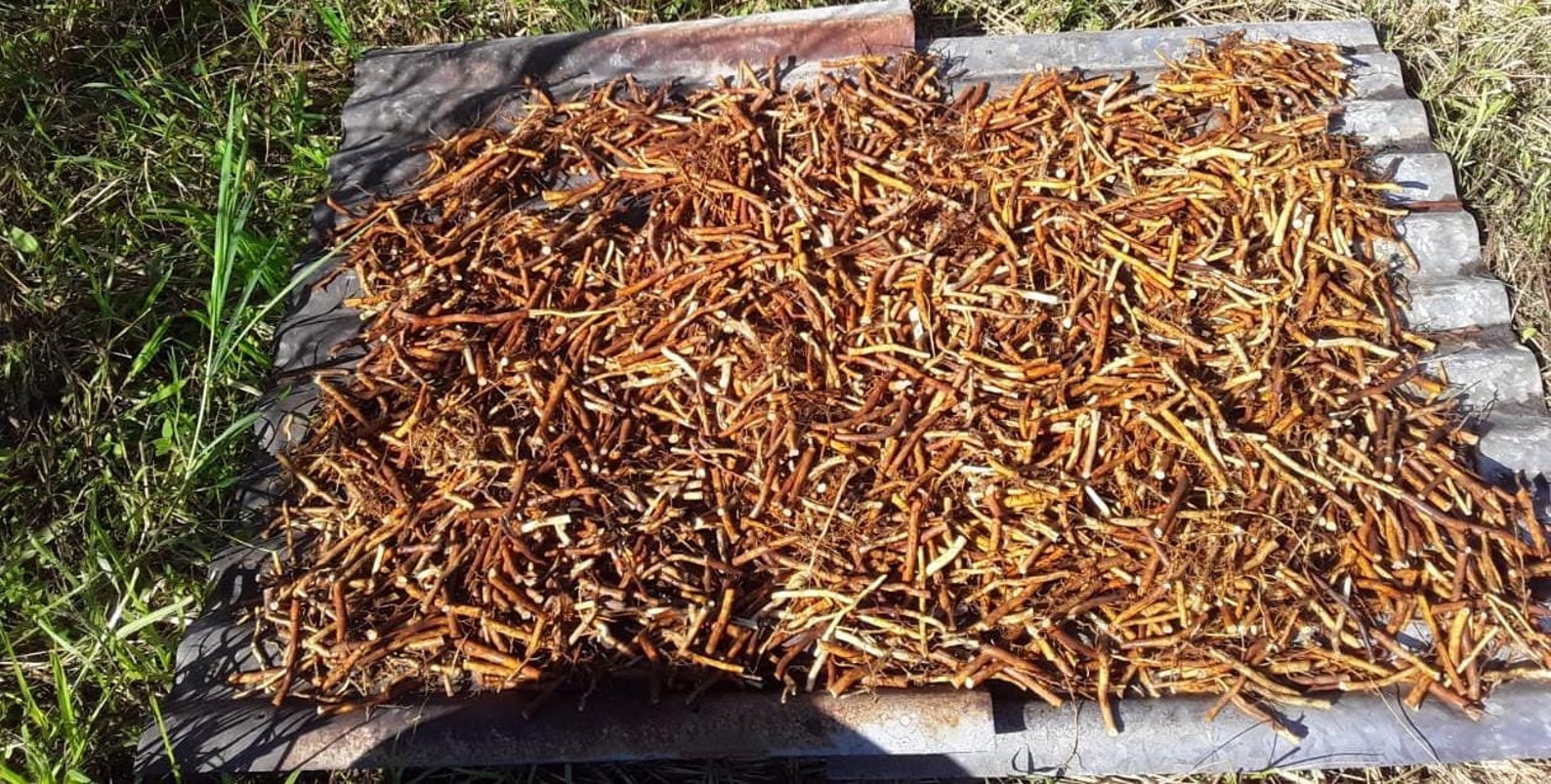 Sarsa Parilla ,honduras Kind , 1 Lb ,dr. Sebi Only One He Used - Etsy