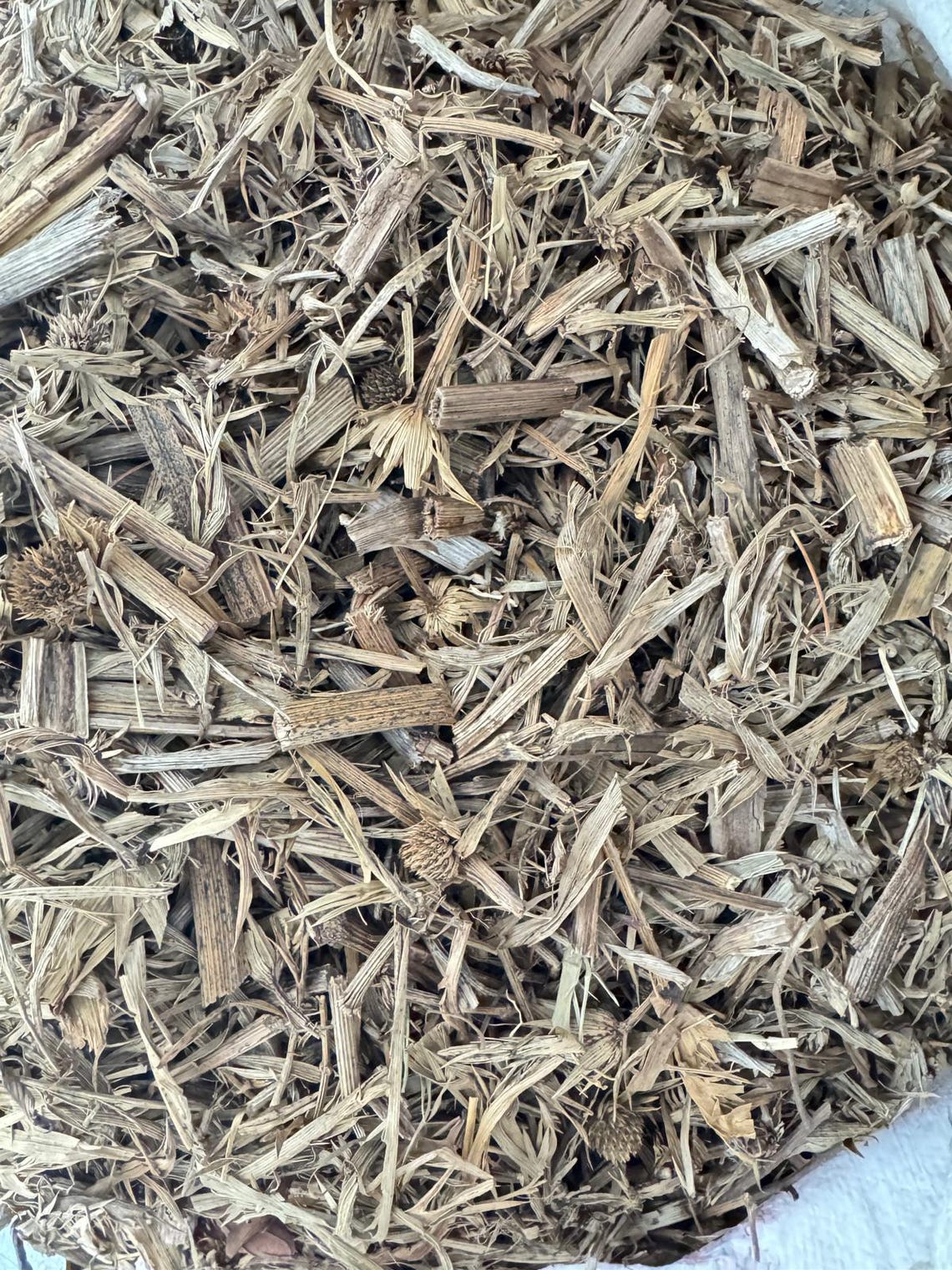 Toad Plant, Hierba Del Sapo, Eryngium Carlinae ( DRIED ) - Etsy