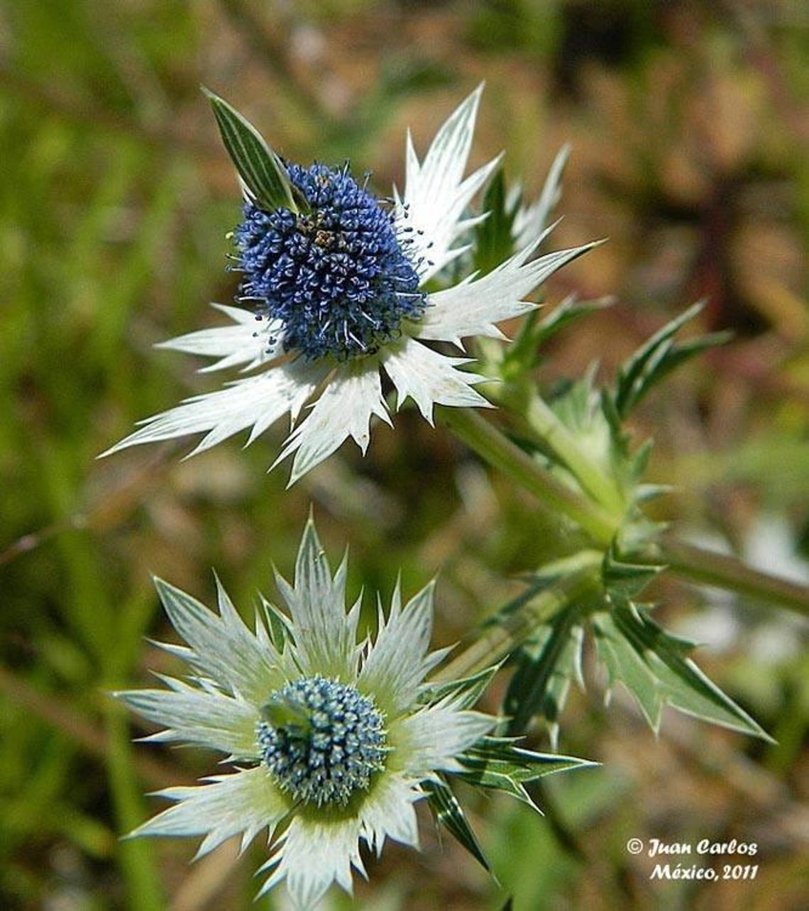Toad Plant, Hierba Del Sapo, Eryngium Carlinae ( DRIED ) - Etsy