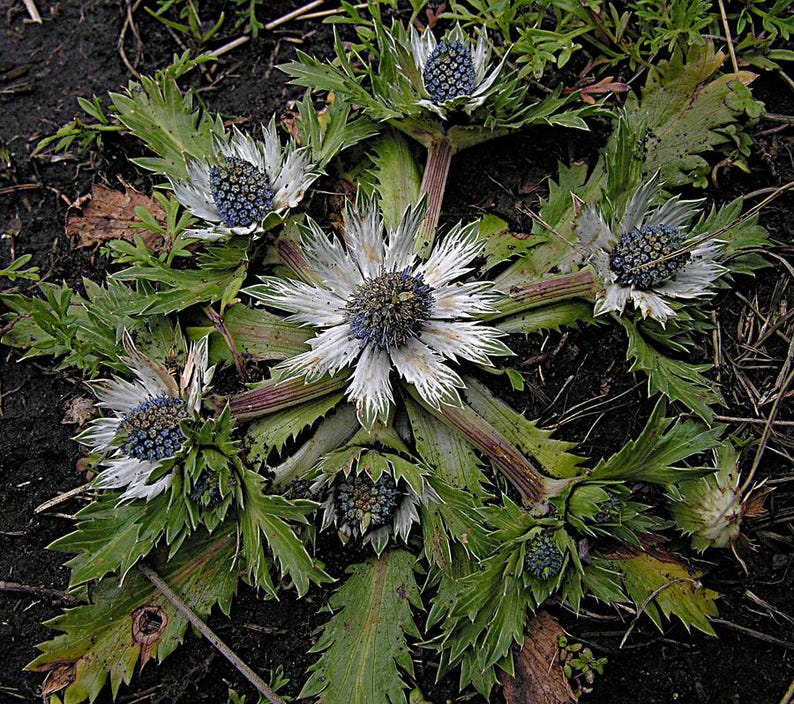 Toad Plant, Hierba Del Sapo, Eryngium Carlinae ( DRIED ) - Etsy