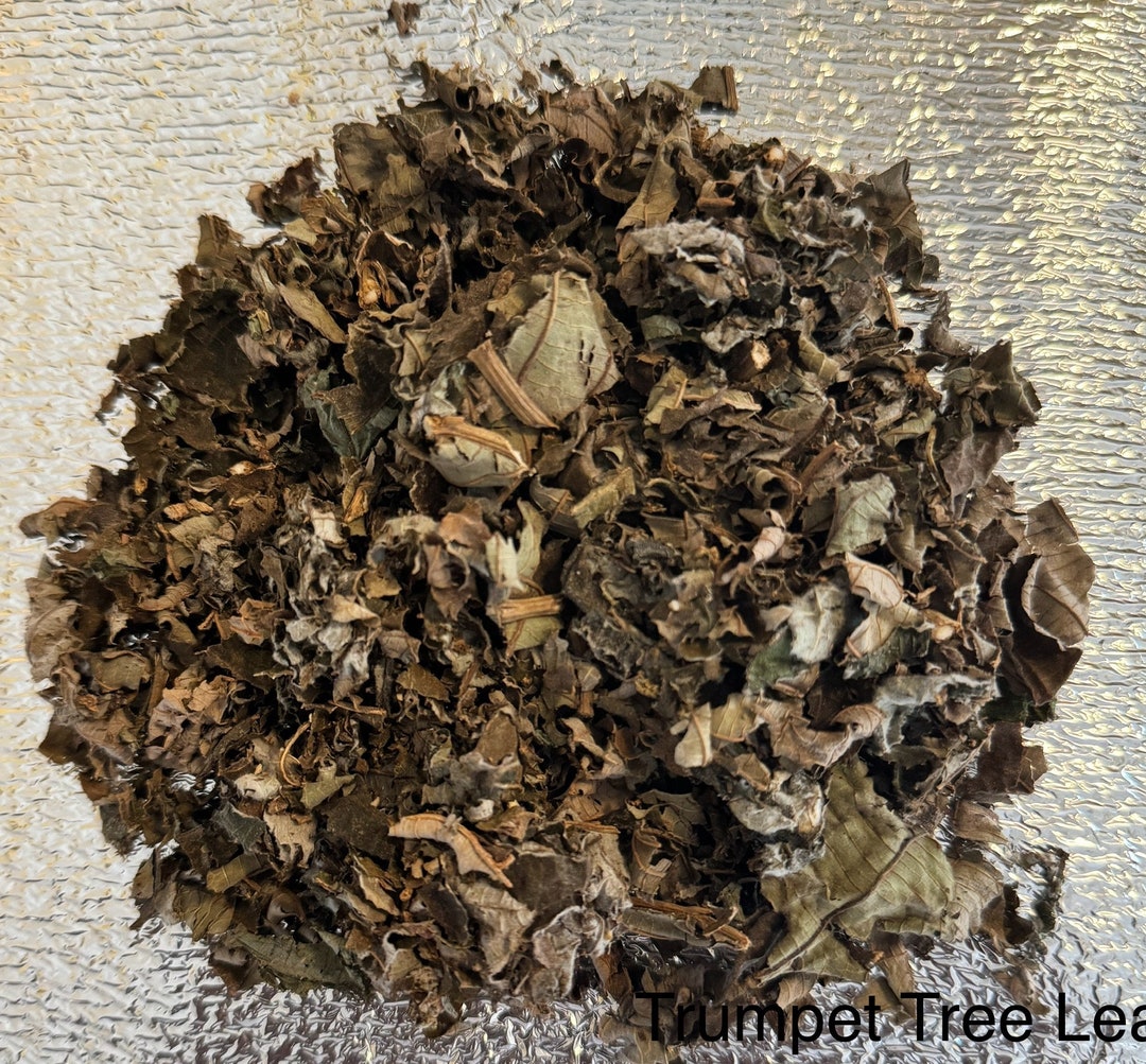 Trumpet Tree Leaves Organic 29.99lb Usd. - Etsy