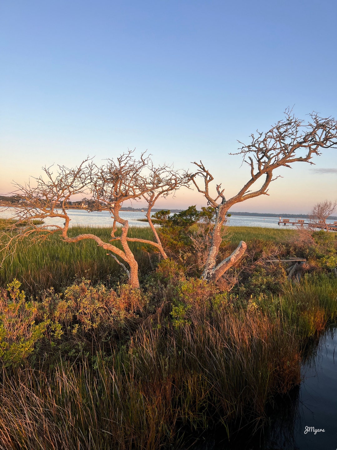 Tree Outer Banks North Carolina Early Morning Light Art Print ...